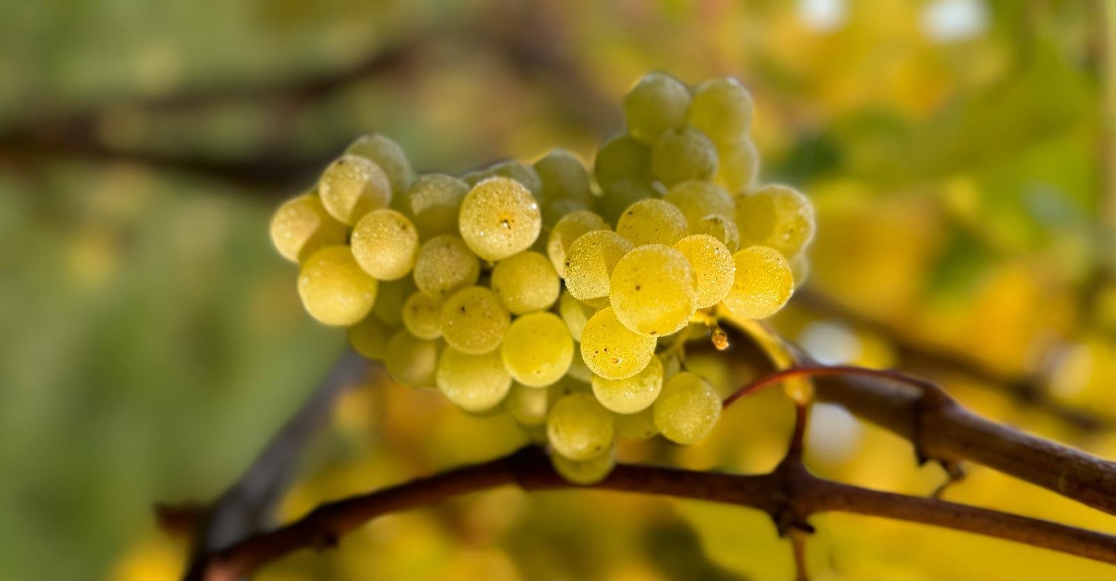 Giffords Hall Vineyard | Award-winning English wine from East Anglia